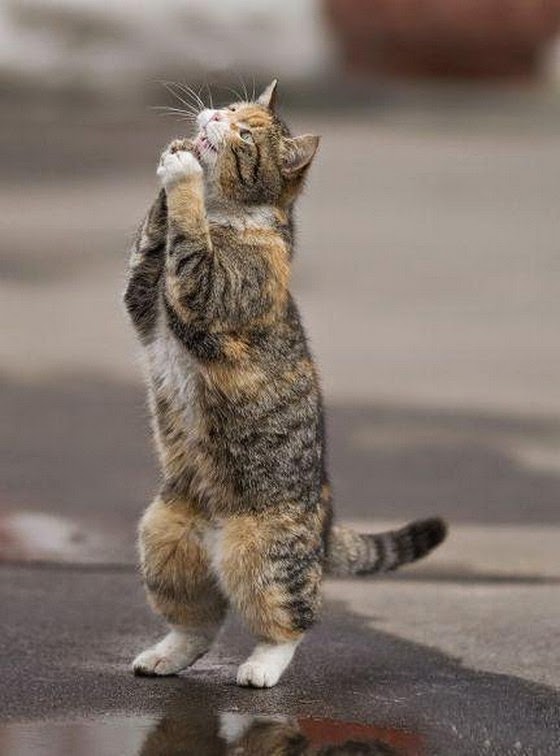 Agora você tem um monte de fotos bonitinhas para colocar aquela legenda ...