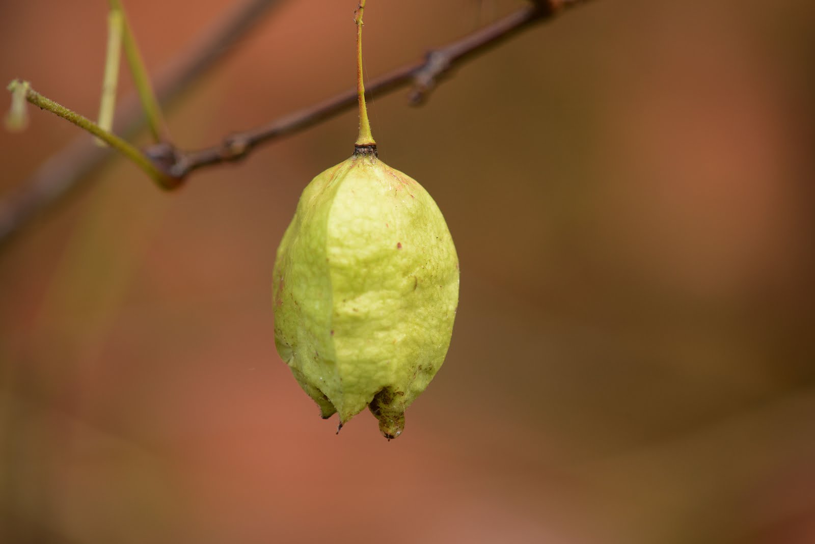 Indiana Plant A Day: American Bladdernut