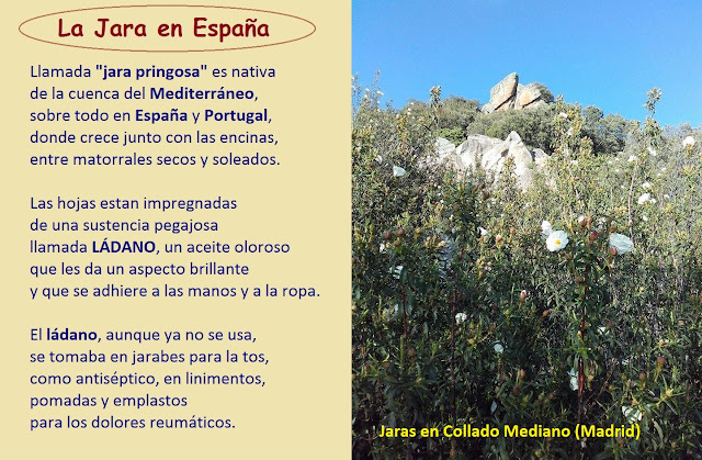 Caminos y senderos españoles: LA JARA EN ESPAÑA