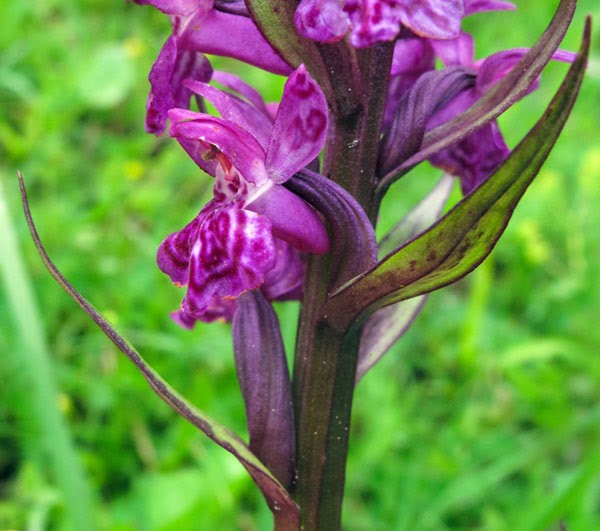 Les actualités du Monde de Lupa: Dactylorhiza majalis (Orchis à larges feuilles, Orchis de mai)