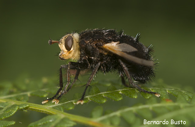 RÍA DE LA VILLA: Mosca grande y peluda