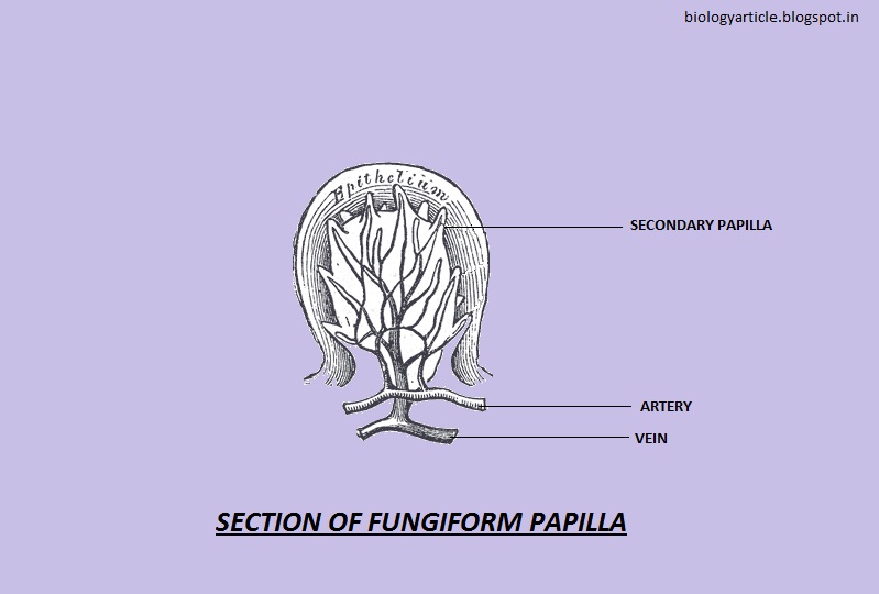 BIOLOGY WRITE-UP - BIOLOGY ARTICLES: TONGUE: Morphological feature ...