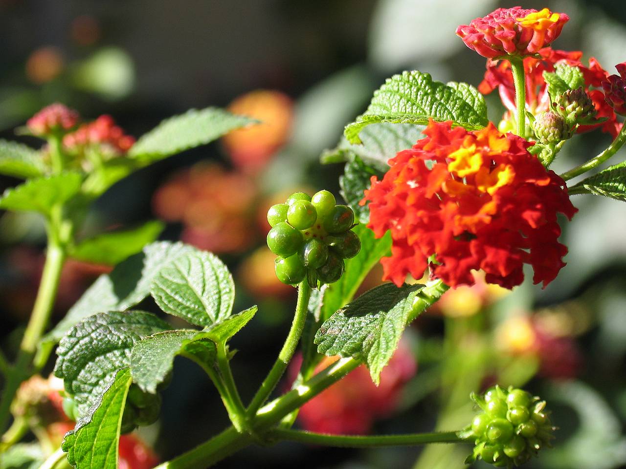 IMAZES: Red Lantana Flower Images ( Imazes )