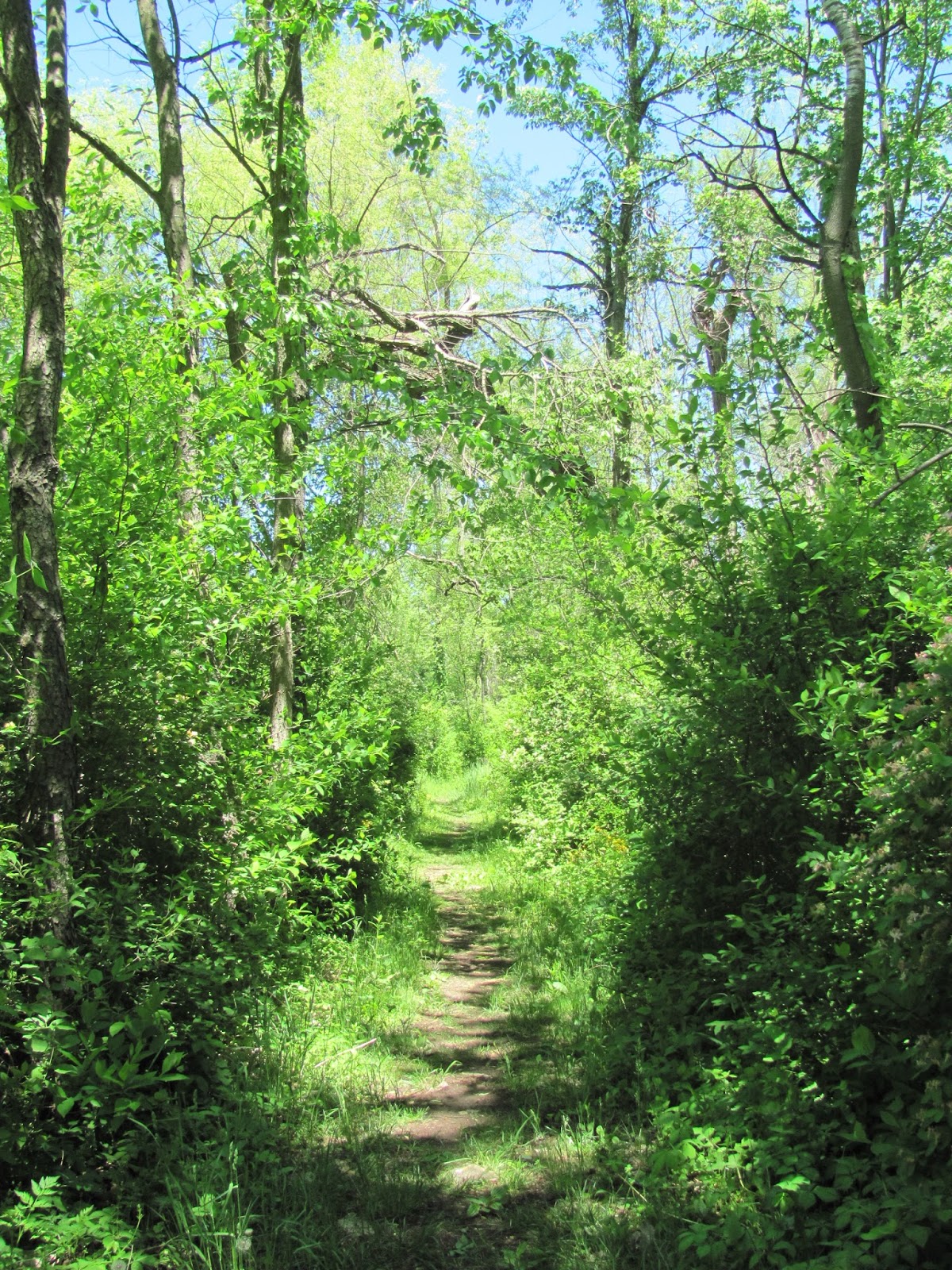 Terri of the Trails: Walking the "Creepy Swamp": the Great Marsh Trail ...