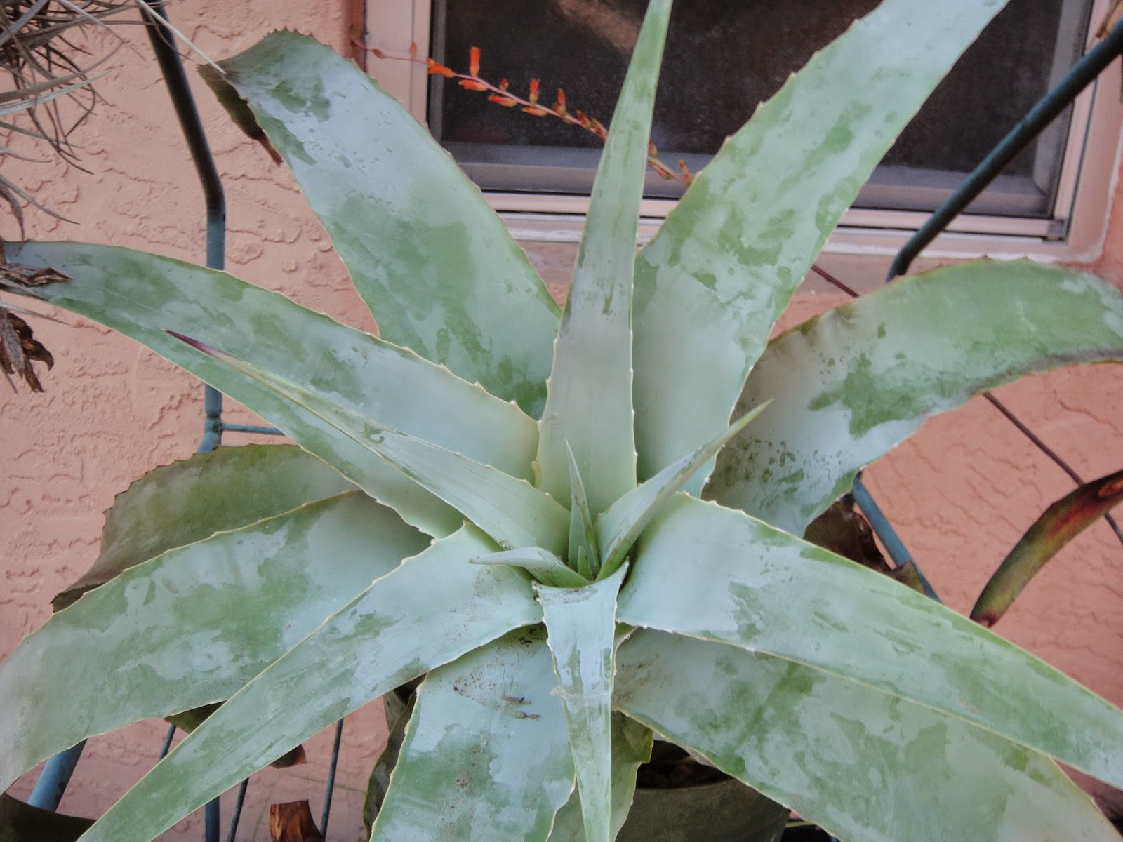 Succulent Bromeliads and others : A word about Hechtia's