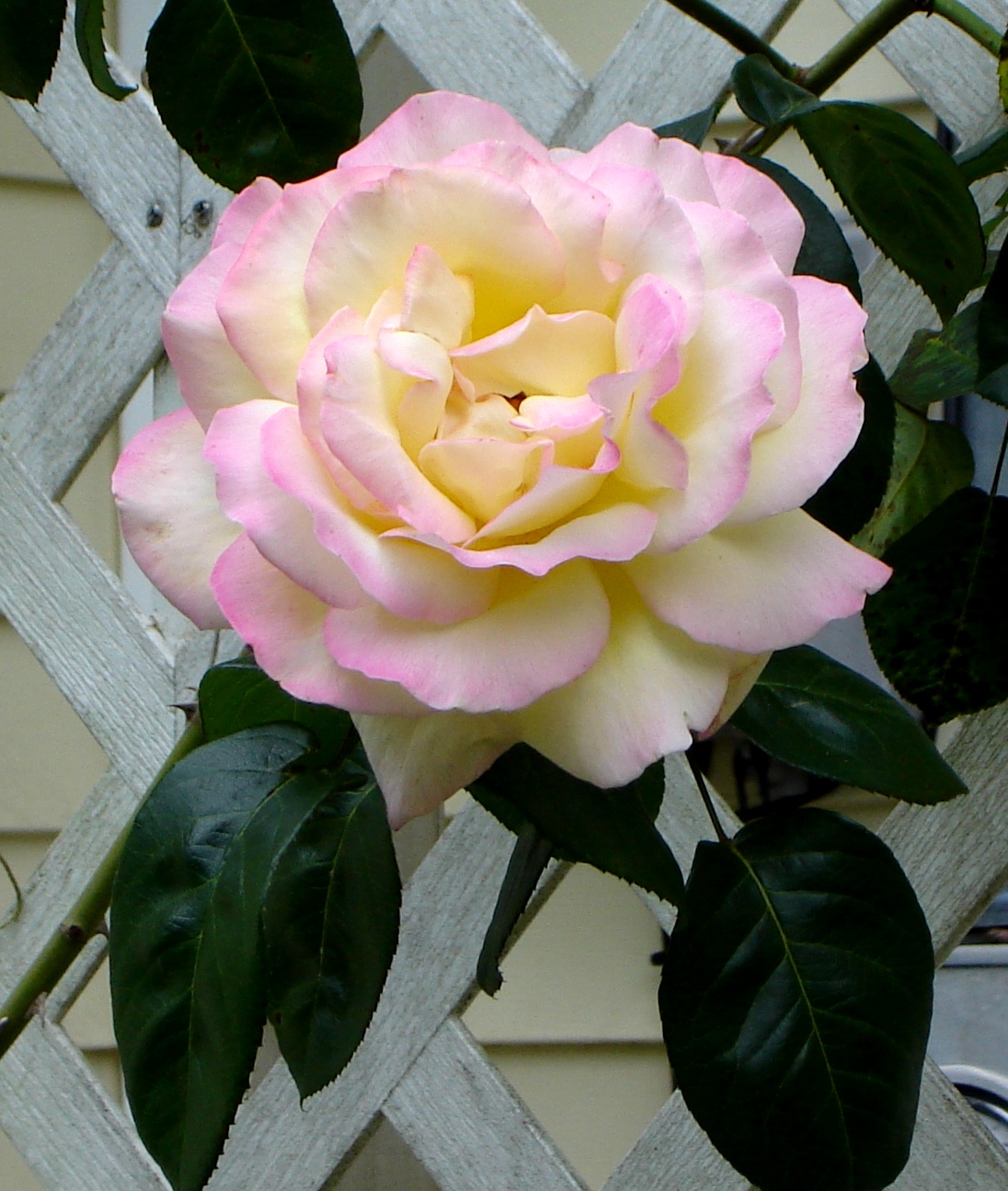 Sea of Glass: How Does Your Garden Grow...Honoring Mama