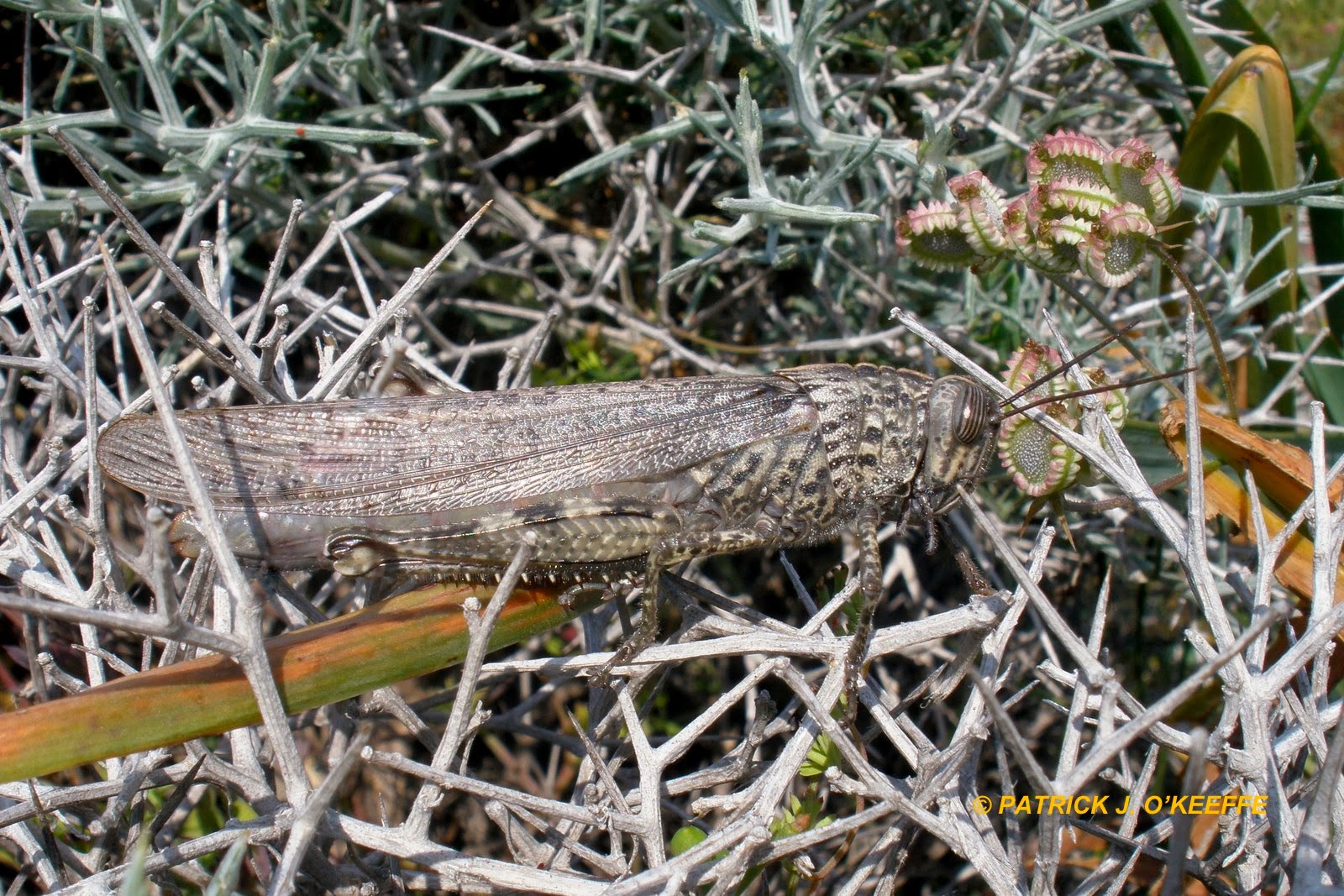 Raw Birds: EGYPTIAN LOCUST or EGYPTIAN GRASSHOPPER (Anacridium aegyptum ...