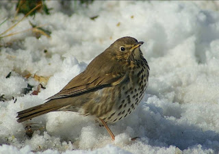 Ardıç Kuşu Ayırt Etme İpuçları | Ardıç Kuşu ve Ardıç Ağacı