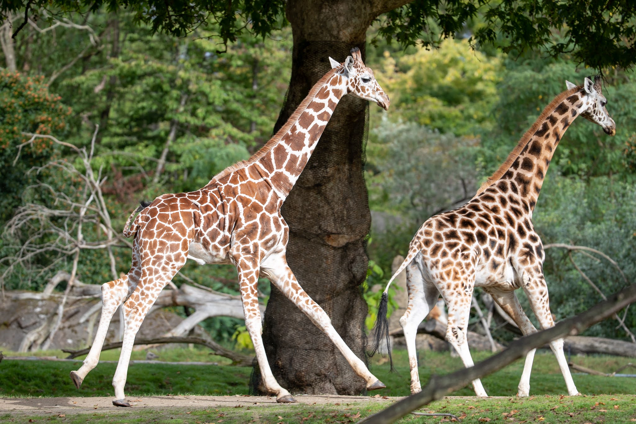 Shower Hasani with love: famed giraffe heading to new home
