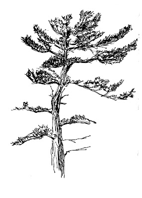 Holly's Daily Draw: Old Man Tree