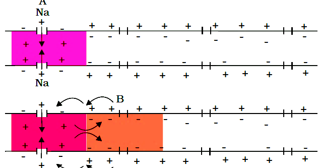 Welcome to the Living World: Neural Control and Coordination - Notes ...