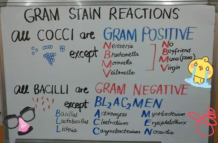 Gram Staining Properties of Bacteria - Made easy