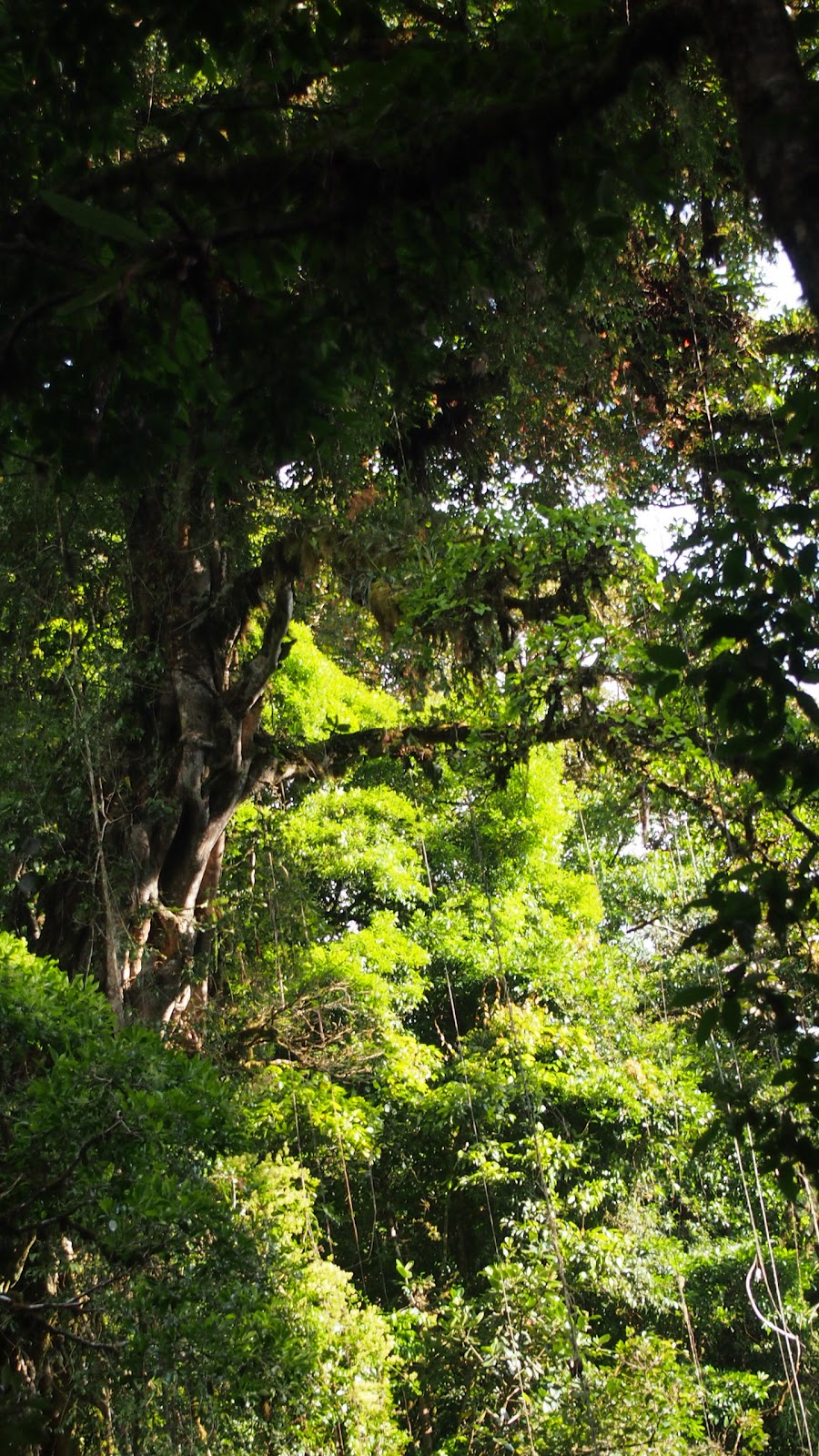 sing the body electric: Matapalo.