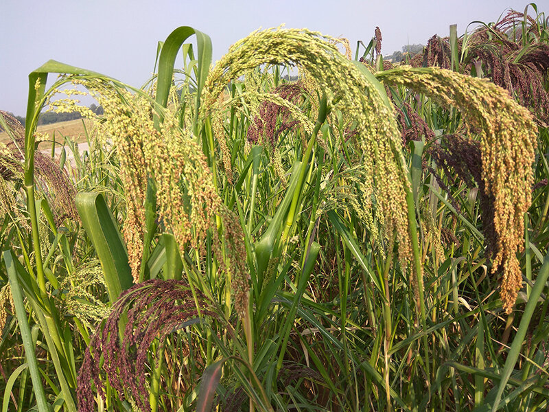 Medicinal benefits of Little millet