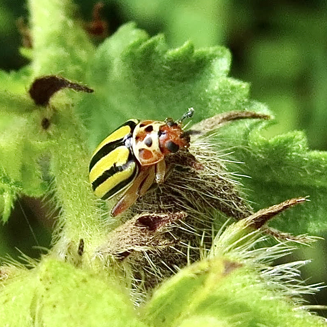 Hiking Curaçao - Flora and Fauna: Stripes. Beetles and flies