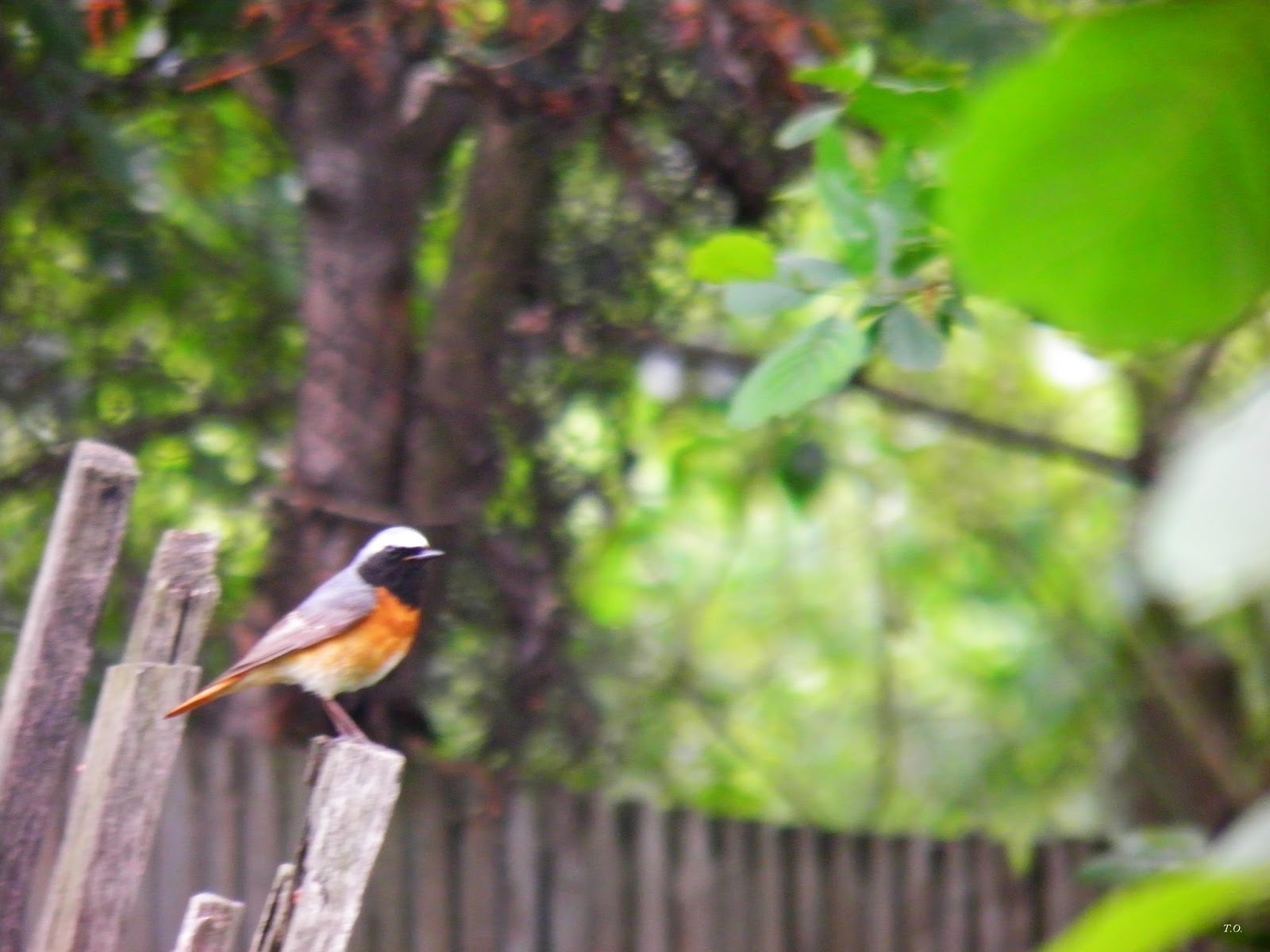 PASARI DIN ROMANIA: CODROS DE PADURE (2), Phoenicurus phoenicurus