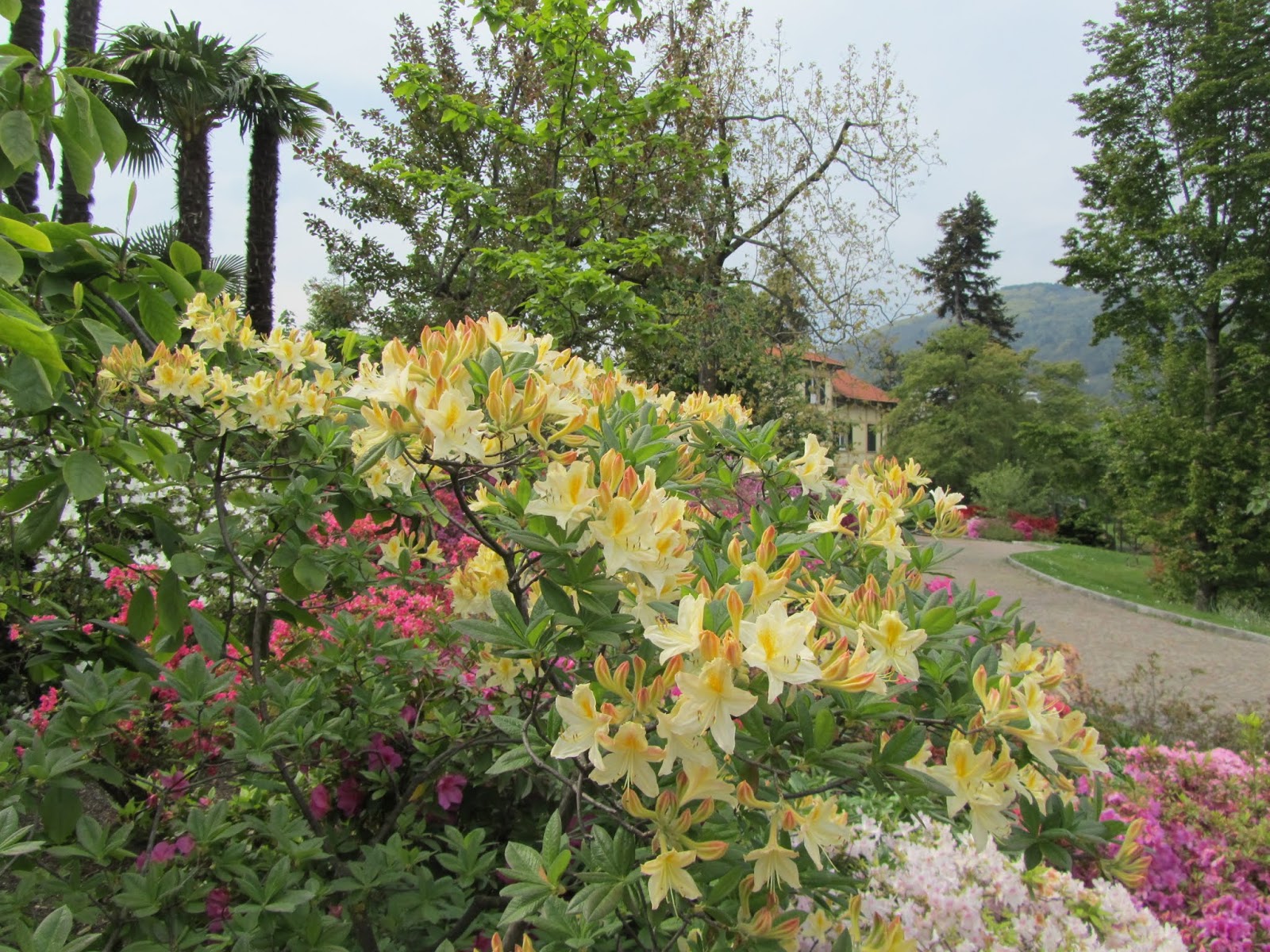 Cosa Sono le Angiosperme (Piante a Fiore) ? - Classificazione ed ...