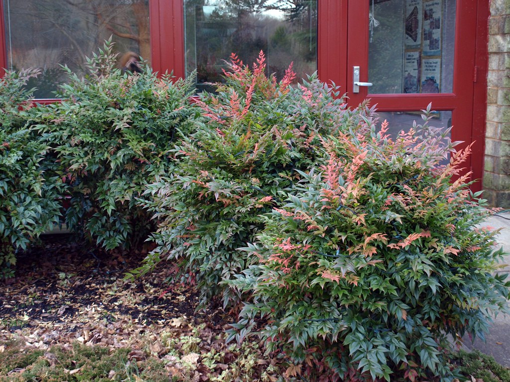Nandina Gulfstream - Gulf Stream Heavenly Bamboo care and culture ...