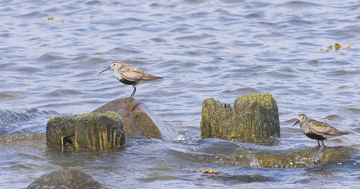 DUNLIN