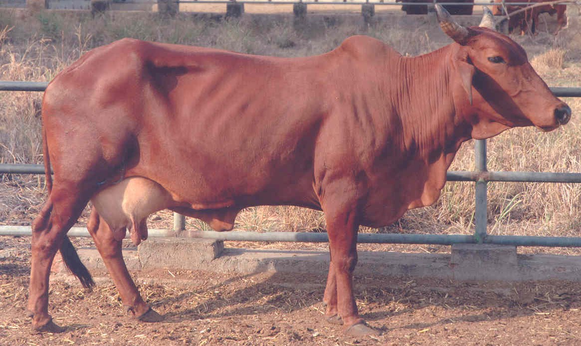 The Desi Cow Almost Extinct the-desi-cow-almost-extinct