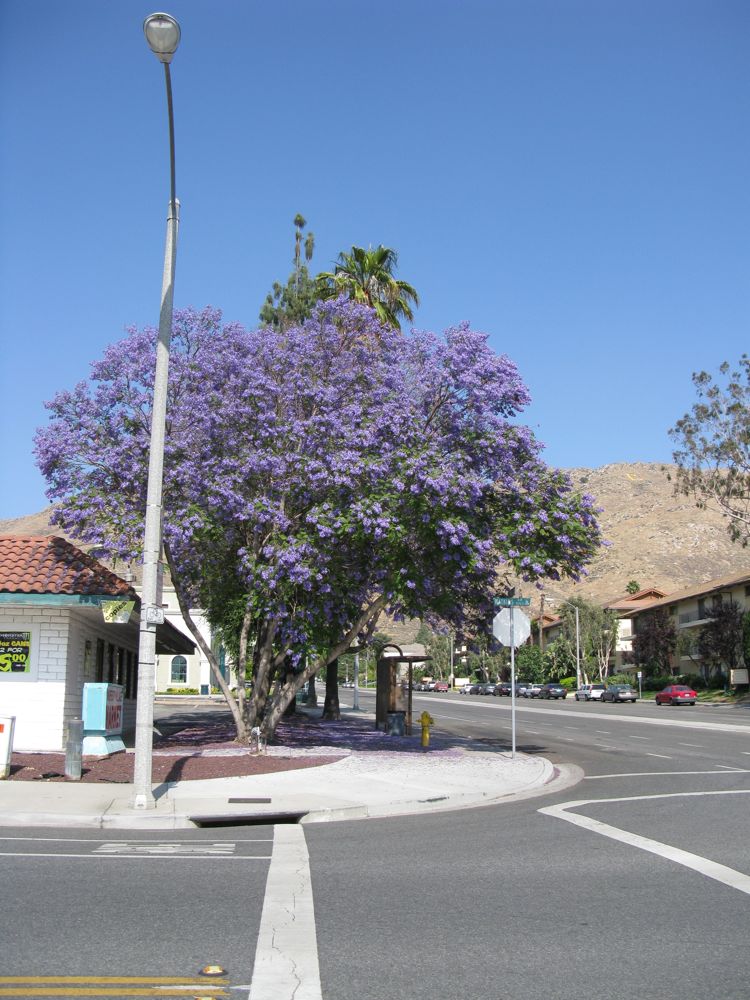 OccasionalPiece: Jacaranda Trees