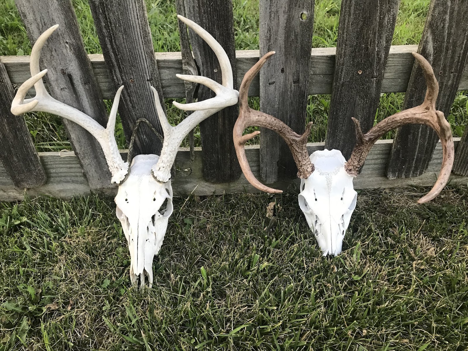 The Show Me Fly Guy: Restoring Color to Bleached Antlers