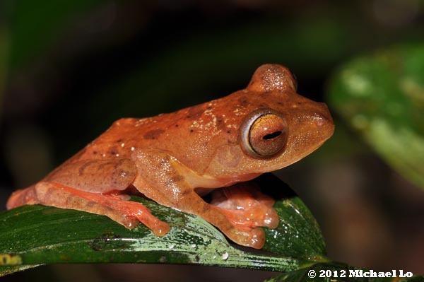 The rainforests of Borneo & Southeast Asia: Frogs of Gunung Serapi in ...