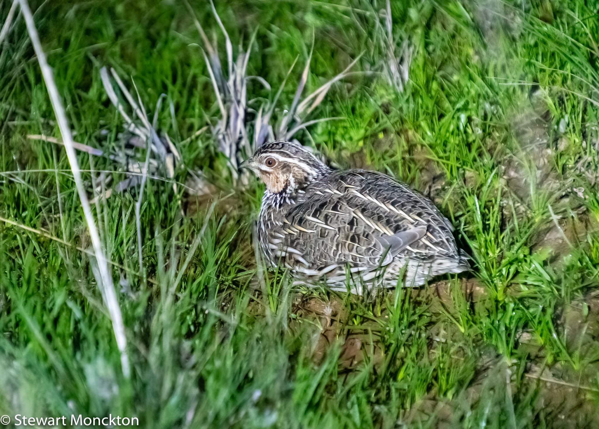 Paying Ready Attention - Photo Gallery: Wild Bird Wednesday 468 ...