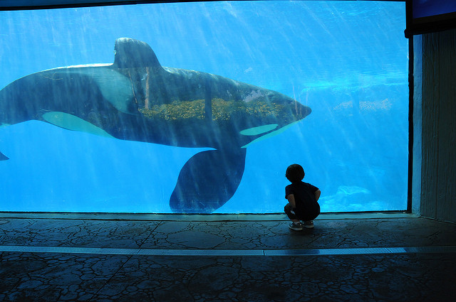 Free Flipper: Tilikum, la fin tragique de l'orque symbolique