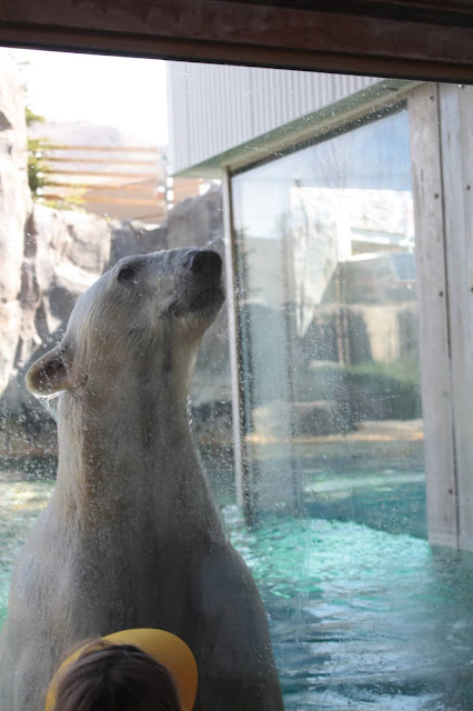 The Geology P.A.G.E.: A Paleontologist Visits the Zoo