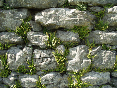 Fascinating Plants: See:NUI Galway events (2013)!