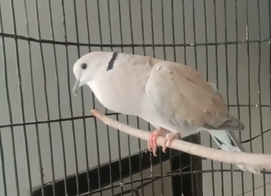 Jenis-jenis burung puter yang populer di indonesia - Ra.INDaH BLOG