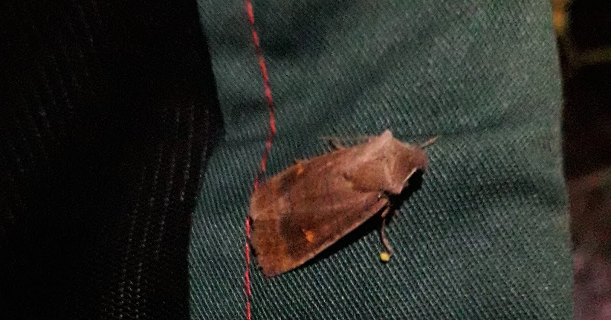 Cataloguing Cullaloe: Moffs plus