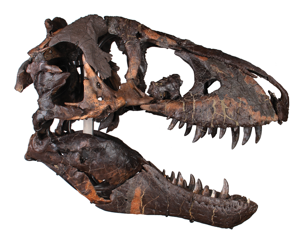 My Prehistoric Saga: Tyrannosaurus rex Specimen Sizes.