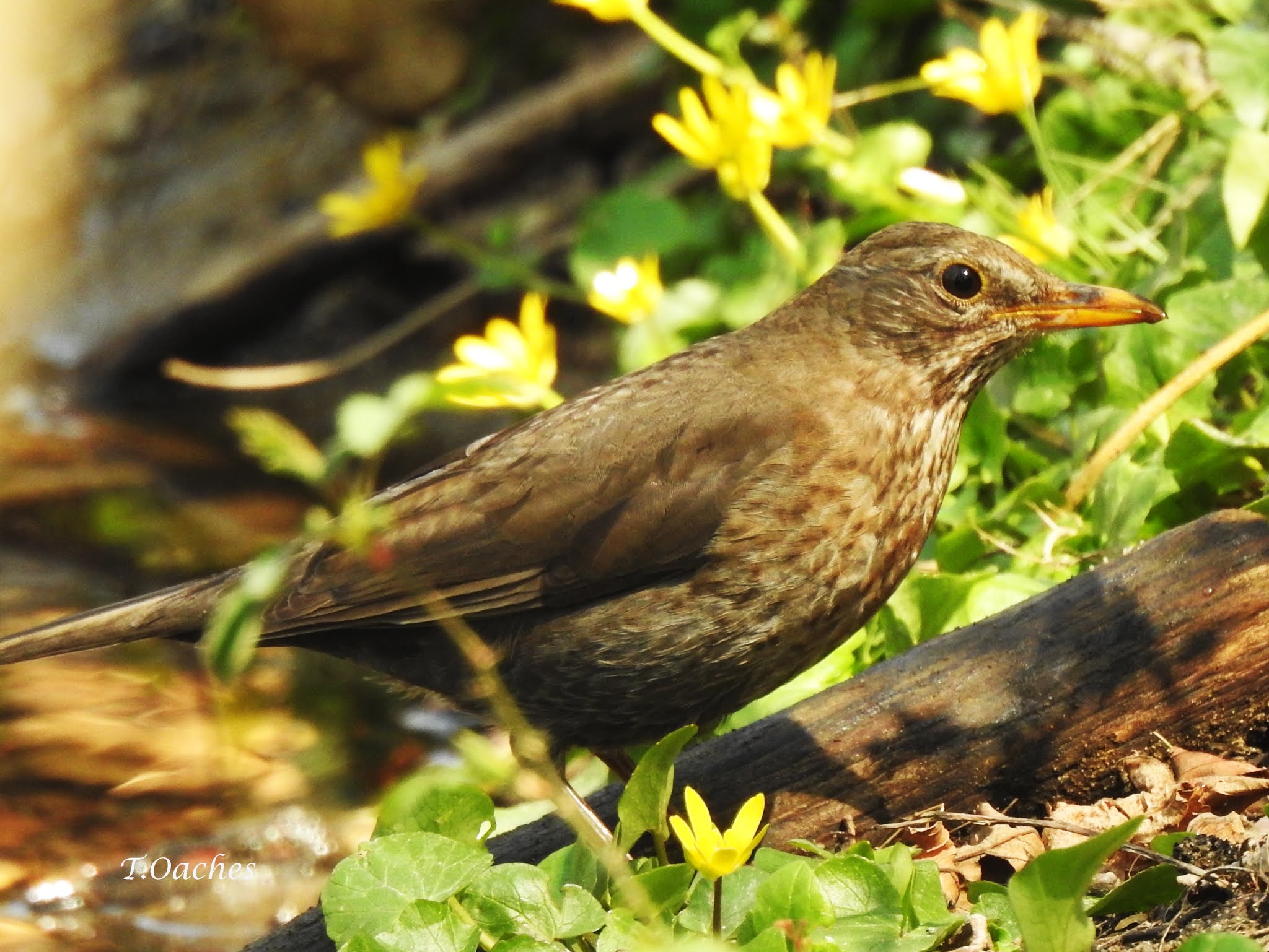 PASARI DIN ROMANIA: MIERLA (1), Turdus merula