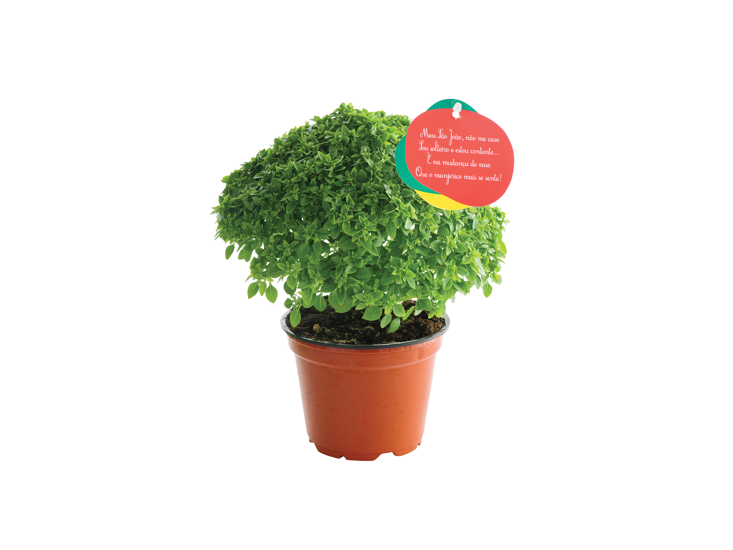 PROSIMETRON: Manjerico de São João