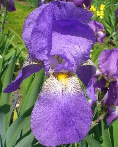 World of Irises: FRENCH IRIS FROM THE PAST NAMED AFTER LADIES