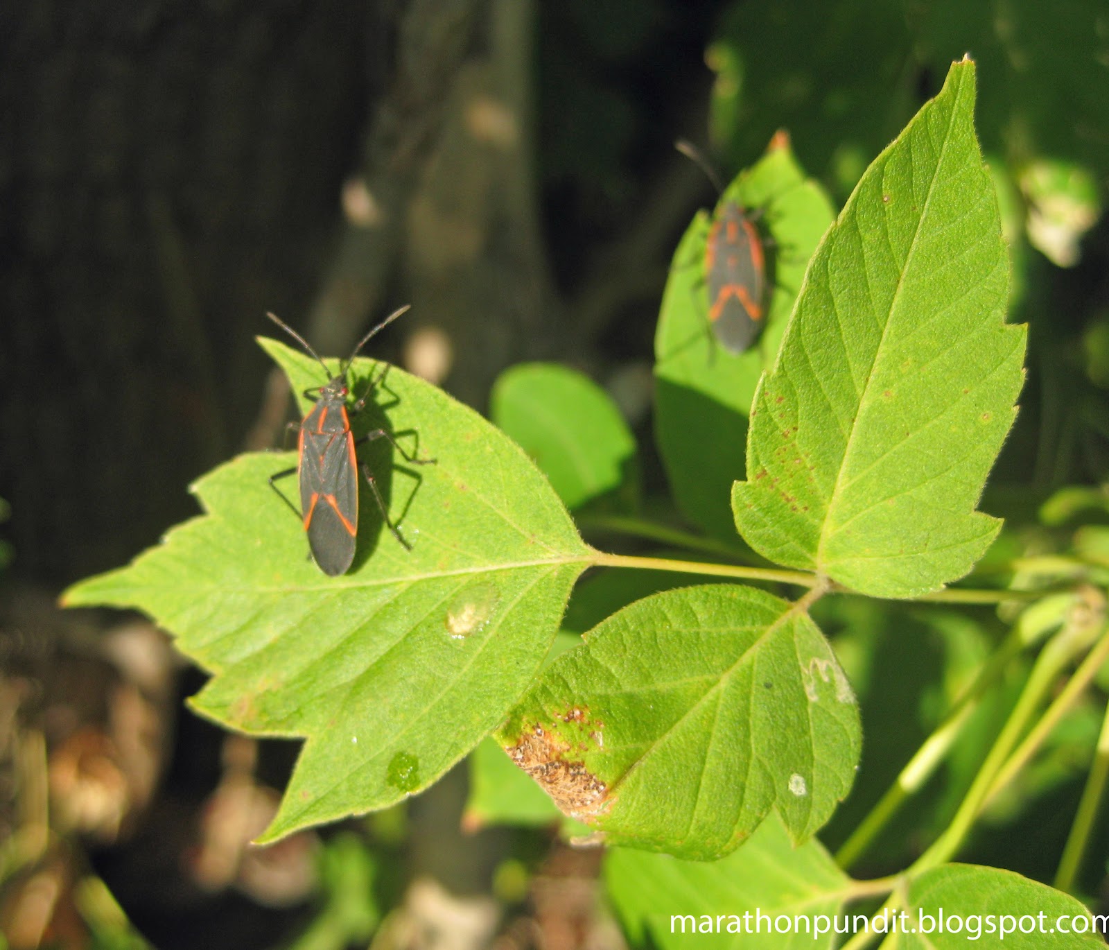 Marathon Pundit: Boxelder bugs and boxelders