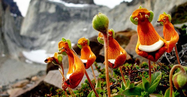 THE HAPPY ALIEN PLANT - Calceolaria uniflora |The Garden of Eaden