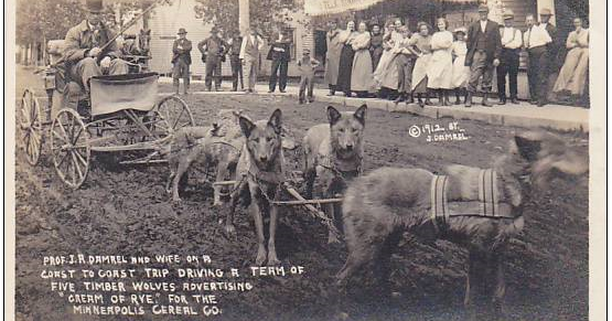 Terrierman's Daily Dose: "Professor" Damrel's Wolf Cart