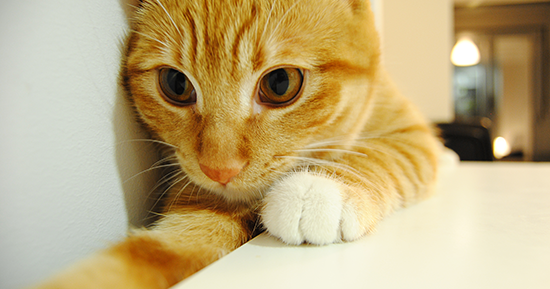 Flequilu en particular: Fellini quiere un hueco en placekitten