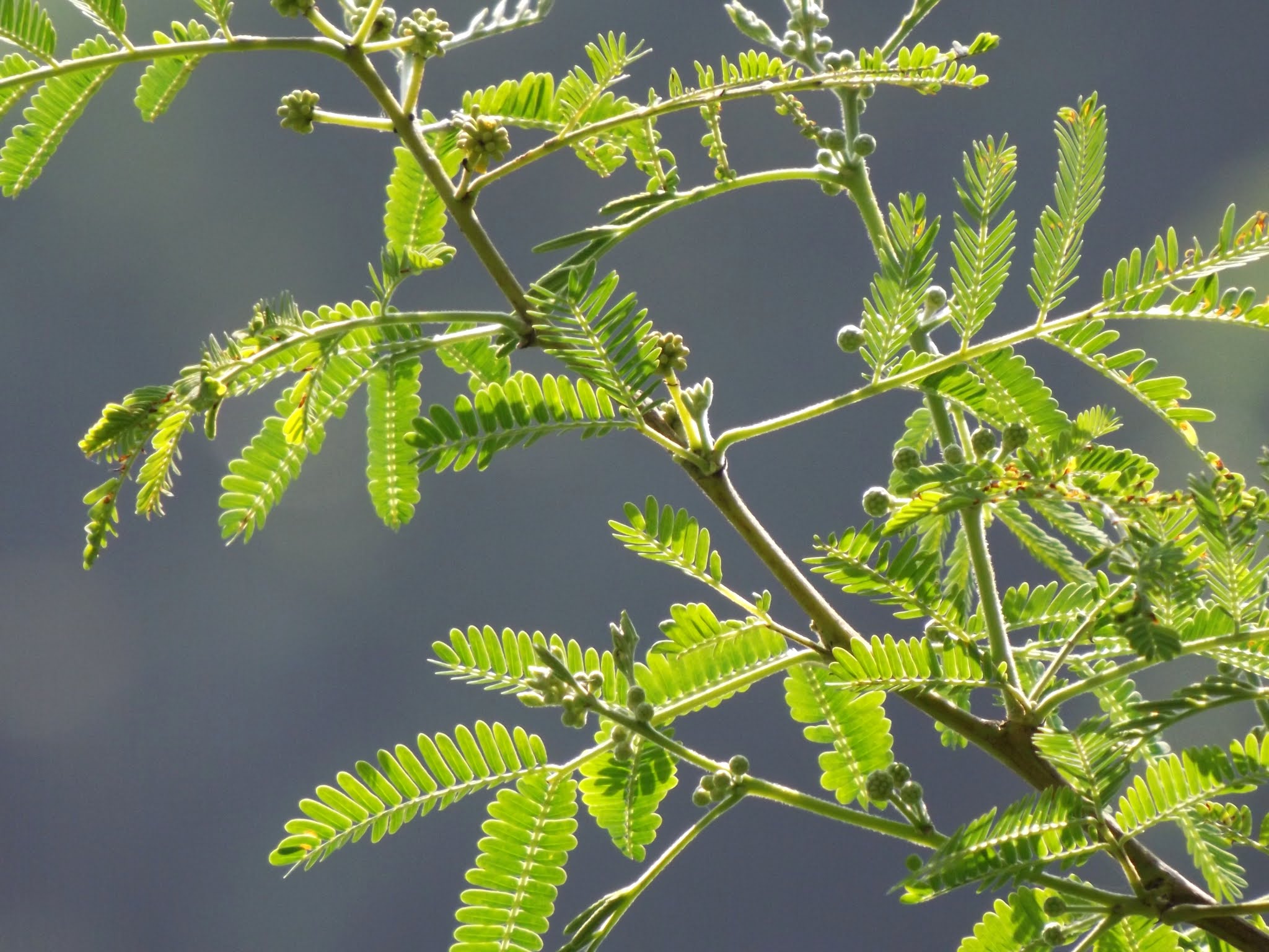 babla-or-babul-vachellia-nilotica