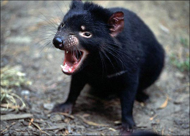 Tasmanian Devil