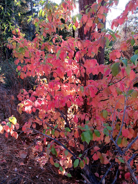 Pacific Dogwoods: One Last Dose of Fall Color Before Welcoming Winter