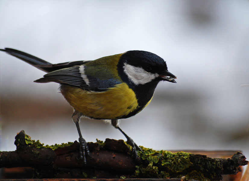 NézőPont - Kerestély Attila fotóblogja: Két kék cinke búcsúzóul...