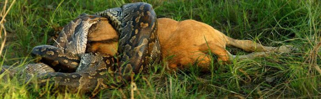 Pix Grove: African Python Swallowing A Large Prey