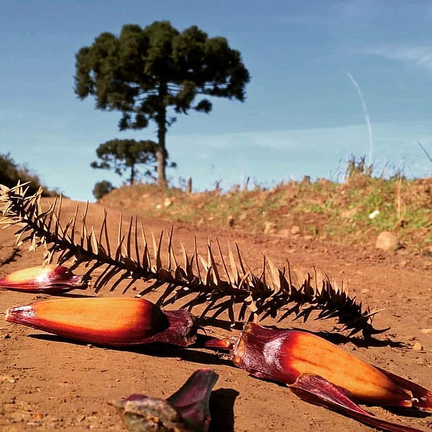 Semeando Sustentabilidade: Estamos na época dos Pinhões, que tal plantar?