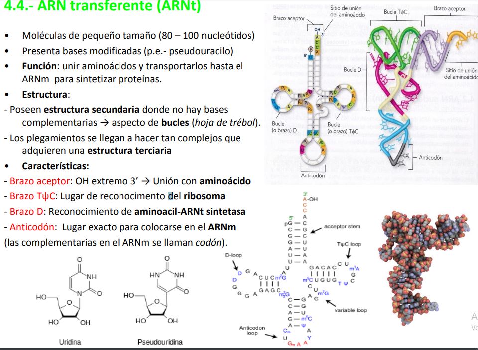Curiosidades del ARNt