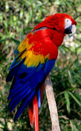 Najbolji covekov prijatelj: Papagaji - kraljevi lepote