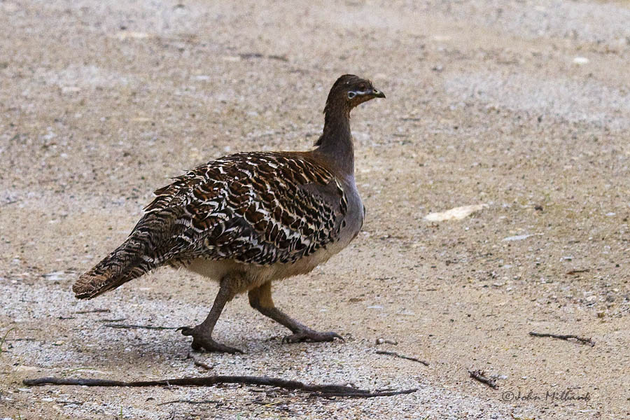 Bartacks and Singletrack: Carnival of the Animals: Part III - The Scrub Hen